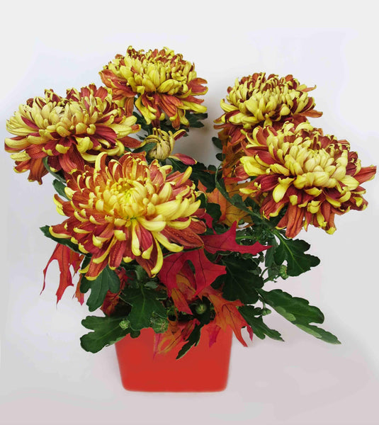 Golden Mum Plant - Flower Company