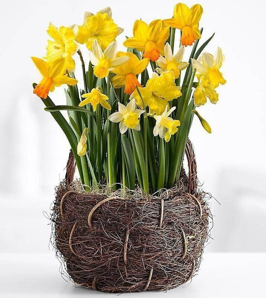 Happy Easter Flowers | Happy Easter Daffodils